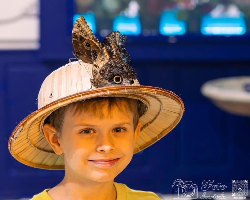 Cracow: 4 Mazes and Living Butterfly Museum Entry Ticket - Key Points