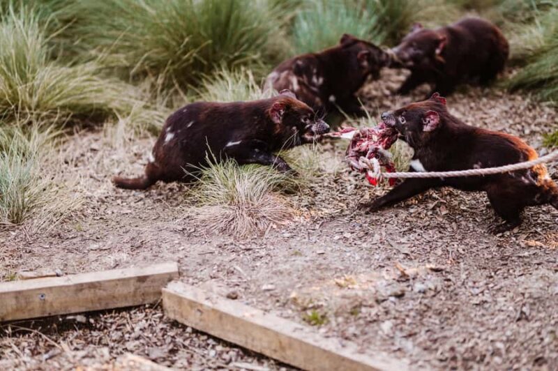 Cradle Mountain: After Dark Tasmanian Devil Feeding Tour - Key Points