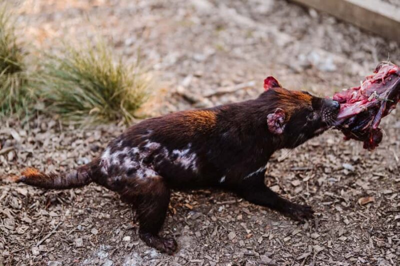 Cradle Mountain: After Dark Tasmanian Devil Feeding Tour - The Experience: Why It’s Worth It