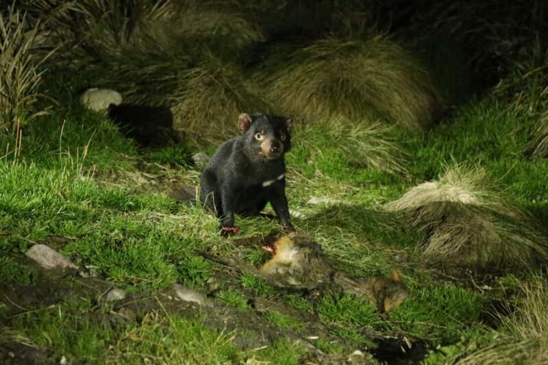 Cradle Mountain Wildlife Spotting after Dark - A Deep Dive into the Cradle Mountain Night Tour