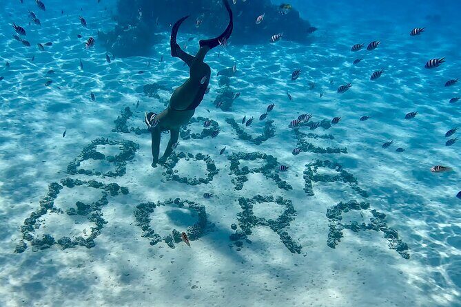 Crazy sea horse Bora Bora Comfortable boat, snorkeling and lunch - Final Thoughts