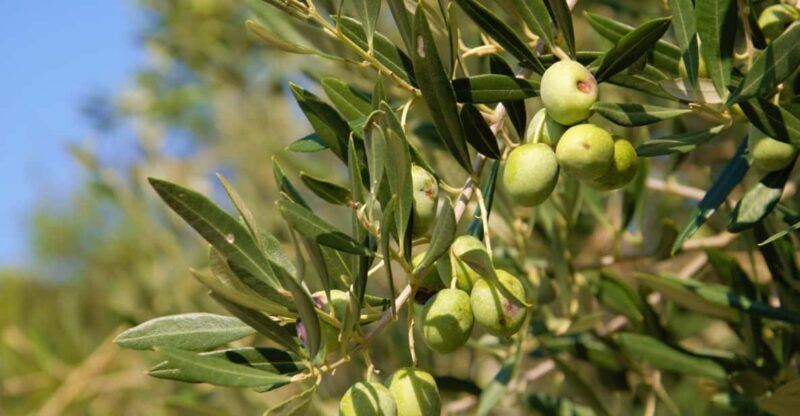 Cres: Olive Oil Walking Tour with Tastings - A Genuine Look at Cres’s Olive Oil Heritage