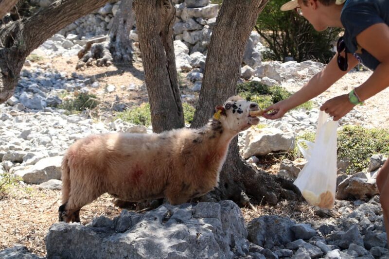 Cres: Olive Oil Walking Tour with Tastings - Scenic Walk through Century-Old Olive Groves