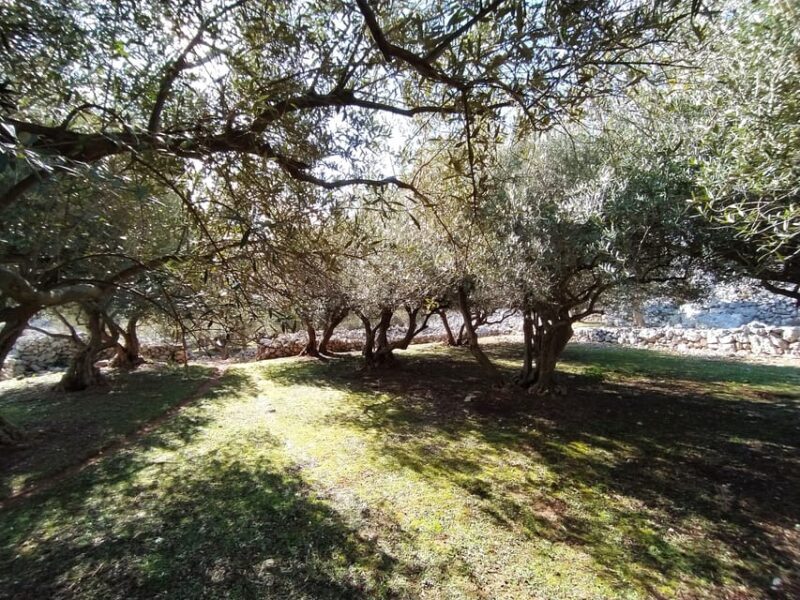Cres: Olive Oil Walking Tour with Tastings - Practical Details & Considerations