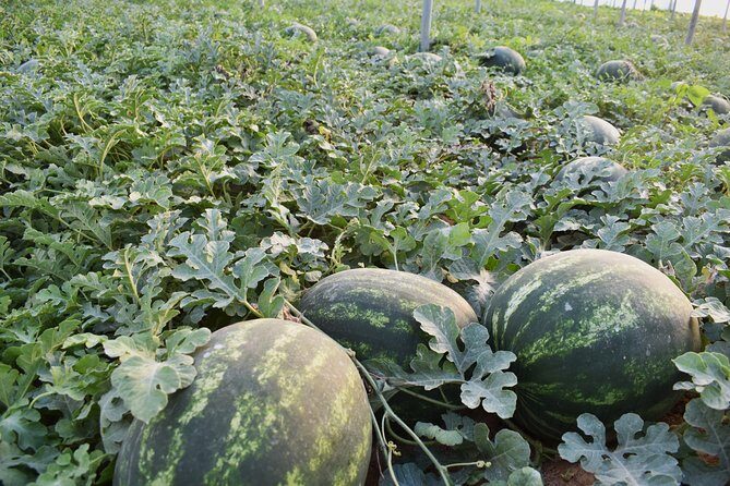 Cretan Farm Tour with Cheese-Making, Olive Oil Tasting & Picnic - A Family-Run Picnic in the Olive Grove