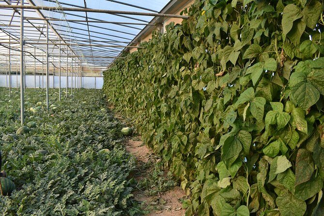 Cretan Farm Tour with Cheese-Making, Olive Oil Tasting & Picnic - Final Thoughts