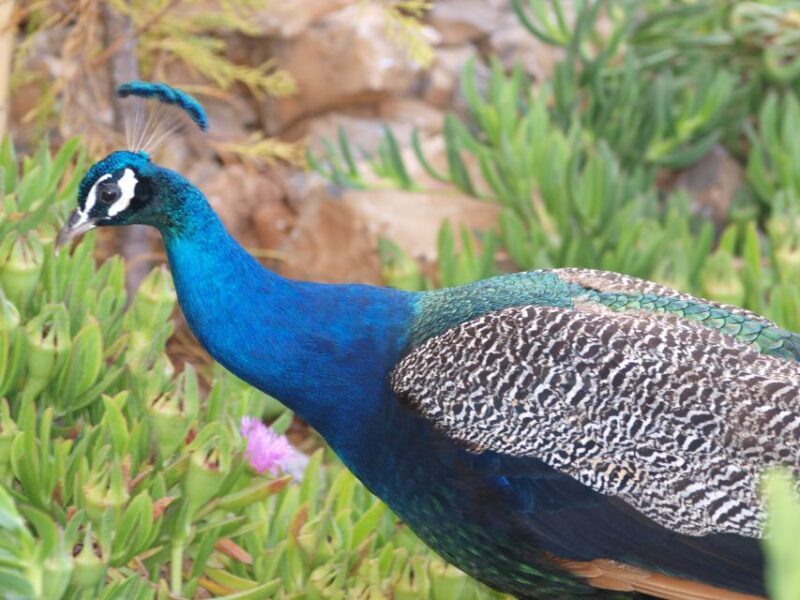 Crete: Agios Nikolaos, Kritsa and Amazonas Park Day Trip - Frequently Asked Questions