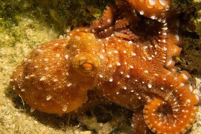 Crete-Chania: Snorkeling & Scuba Dive for Beginners by Boat - FAQ