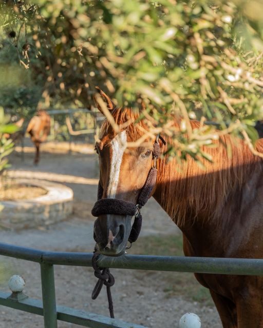 Crete Horse Riding: Cretan Countryside Ride - Final Thoughts  