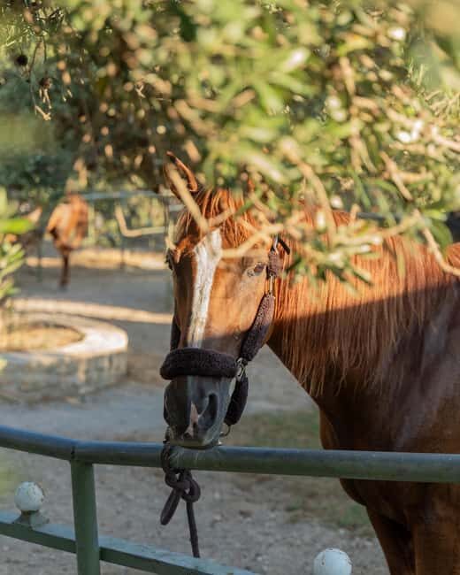 Crete Horse Riding: East Coastline Ride - FAQs