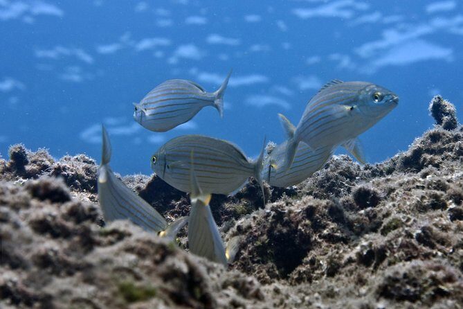 Crete Introductory Scuba Diving Experience - An In-Depth Look at the Crete Scuba Dive Experience