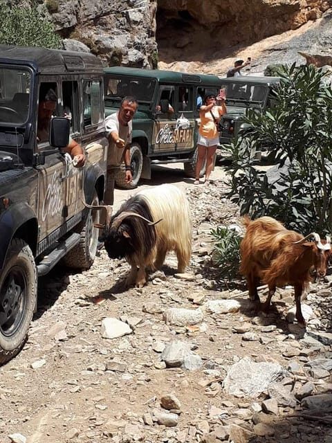 Crete: Jeep Safari Wine & Olive Oil testing Shepherd's House - Frequently Asked Questions (FAQs)