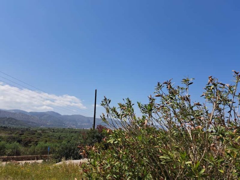 Crete: Malia, Potamos Beach, and Sissi Tuk Tuk Tour - Authentic Reviews: What Travelers Are Saying  