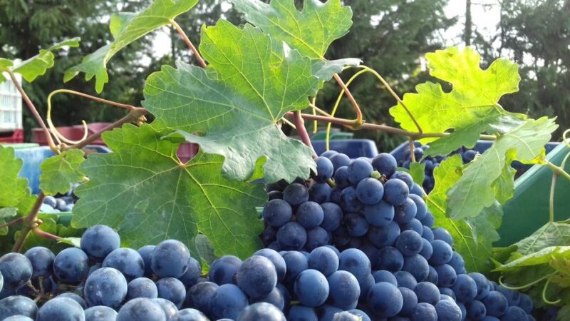 Crete: Olive, Wine, & Raki on a Flavorful Culinary Journey - Who Will Enjoy This Tour?