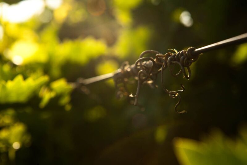 Crete: Olive, Wine, & Raki on a Flavorful Culinary Journey - FAQ