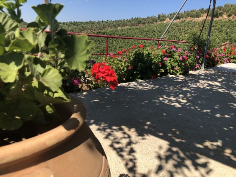 Crete Private Tour: The Secrets of Wine, Olives & Honey - Key Points