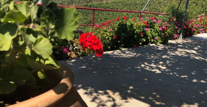 Crete Private Tour: The Secrets of Wine, Olives & Honey - A Full Breakdown of What to Expect