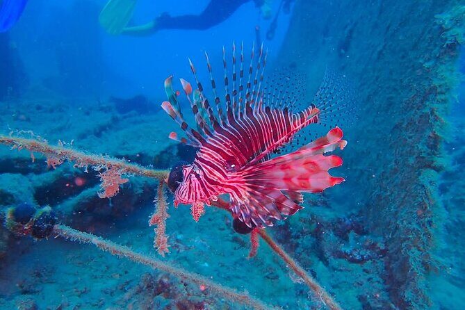 Crete: Scuba Diving for Certified Divers in Chania - FAQs