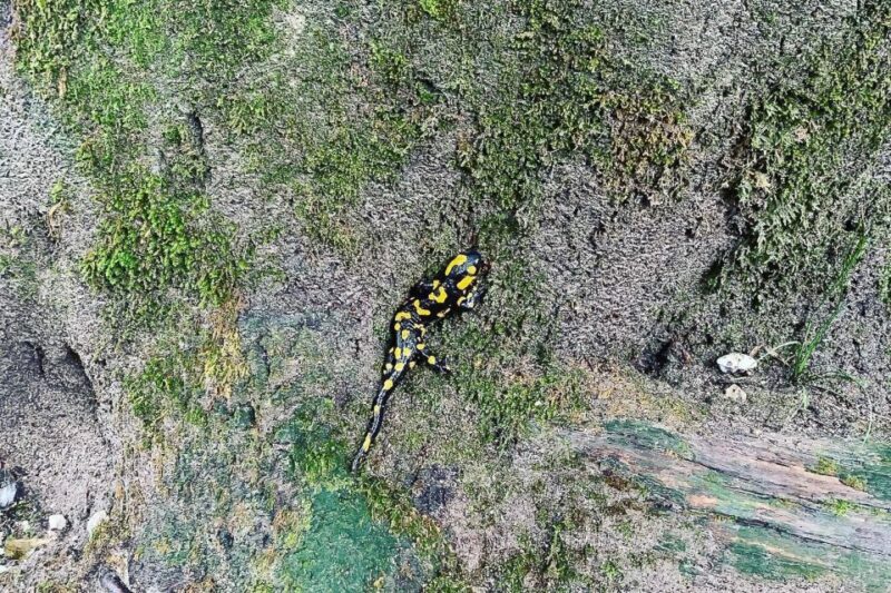 Croatia: Plitvice Lakes Private Tour with Hotel Pickup - What to Expect on the Tour