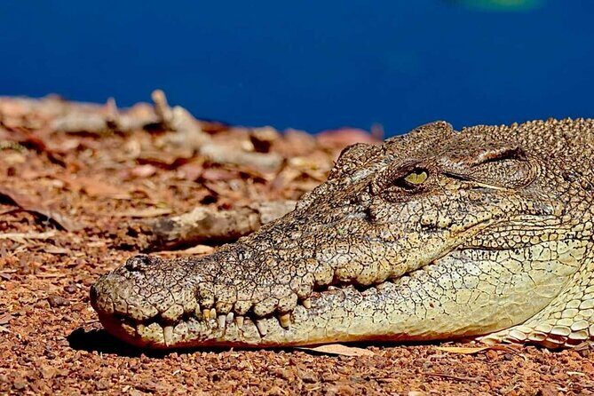 Crocodile Jumping Boat Cruise with Transfer from Darwin - Final Thoughts