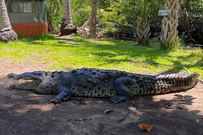 Crocodiles and Turtles Ecological Tour - What Makes This Tour Stand Out?