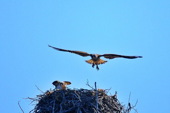 Cruise in a small group in Scandola Girolata Calanques de Piana - Key Points