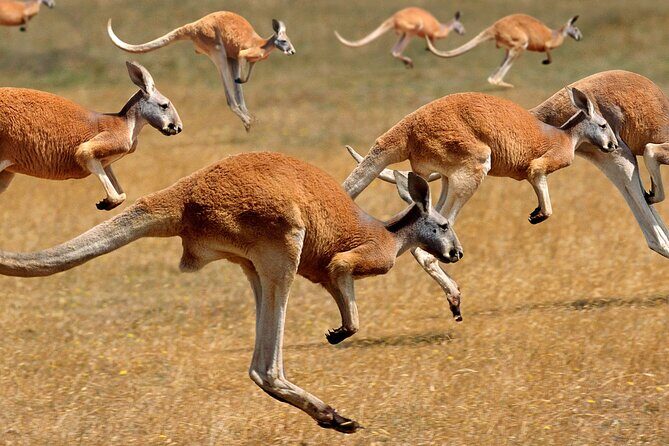 Cruise Lines Shore Tour Brisbane Highlights and Lone Pine - FAQs