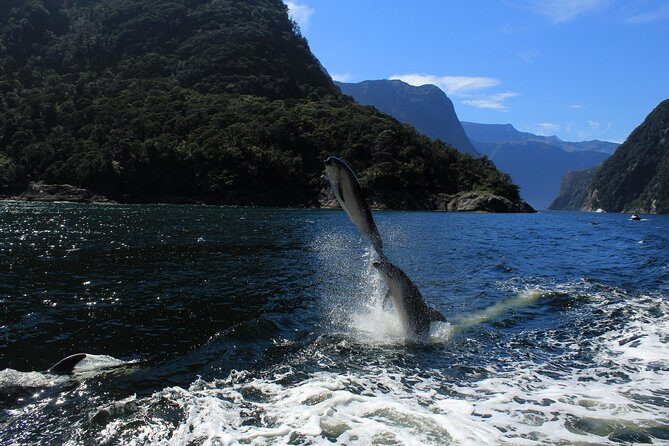 Cruise Milford NZ Small Boutique Cruise Experience - Practical Details & Tips