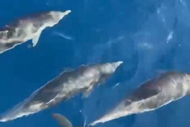 Cruise / navigation in the Lerins Islands - Starting Point and Booking Essentials