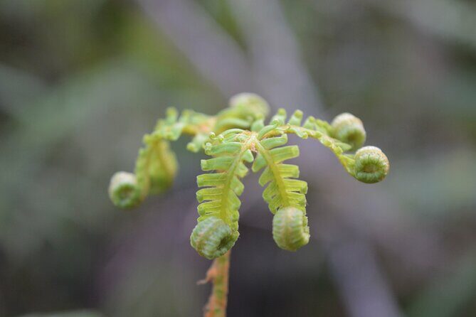 Cruise & Rainforest Walk - Franz Josef Glacier - Who Will Enjoy This Tour?
