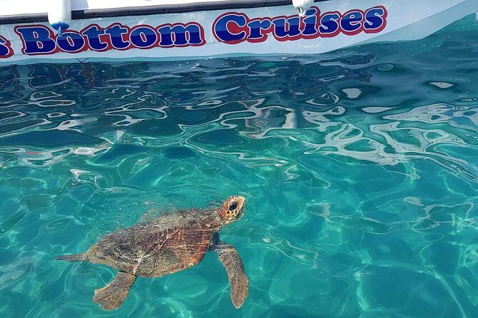 Cruise to turtle's island and caves with a glass bottom boat - A Closer Look at the Tour