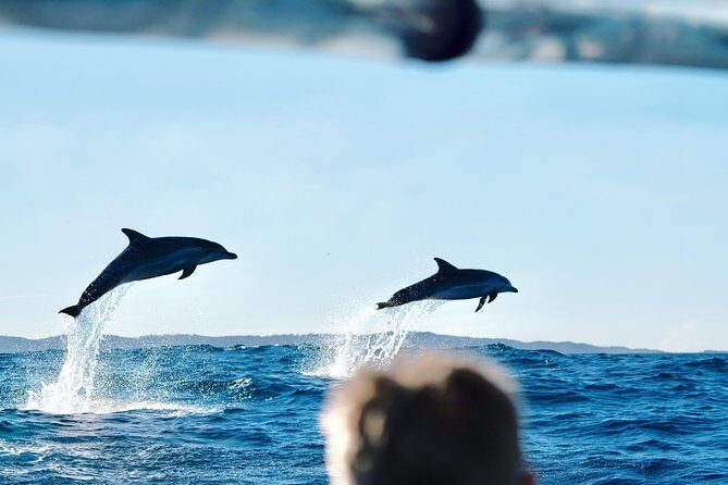 Cruise with Dolphins in Byron Bay - Key Points: