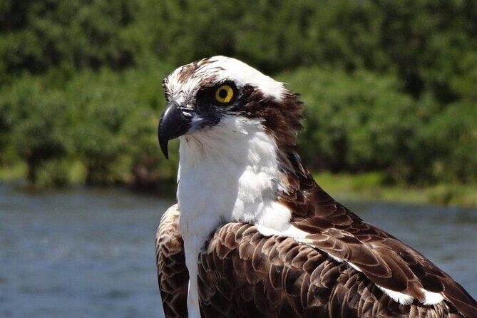 Crystal River Boat and Nature Tour - An In-Depth Look at the Crystal River Boat and Nature Tour