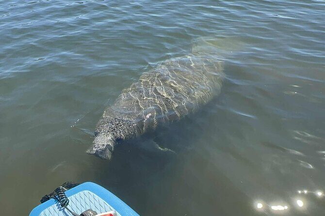 Crystal River Sunrise Manatee Clear Kayak Tour - The Experience in Detail: What You Might Love