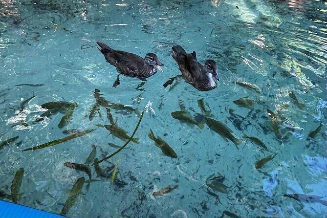 Crystal River: Three Sisters Clear Kayak and Snorkeling Tour - Final Thoughts