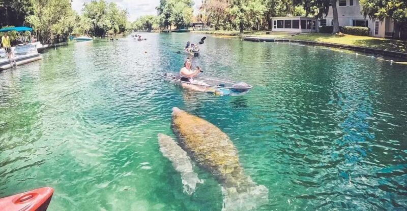 Crystal River: Three Sisters Springs Eco Tour by Clear Kayak - The Sum Up