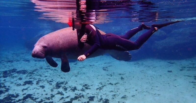 Crystal River: VIP Kayak and Swim with Manatees Tour - An In-Depth Look at the Experience