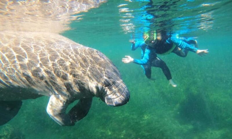 Crystal River: VIP Kayak and Swim with Manatees Tour - Who Would Love This Experience?