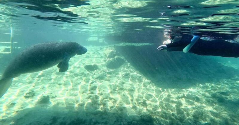 Crystal River: VIP Kayak and Swim with Manatees Tour - FAQ