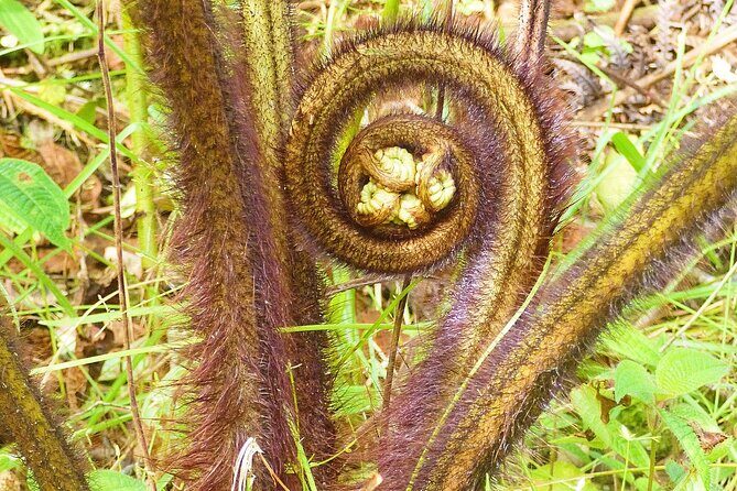 Cultivate Hapuu Ferns with Citrus Tea in the Hawaiian Rainforest - The Details of the Tour Experience