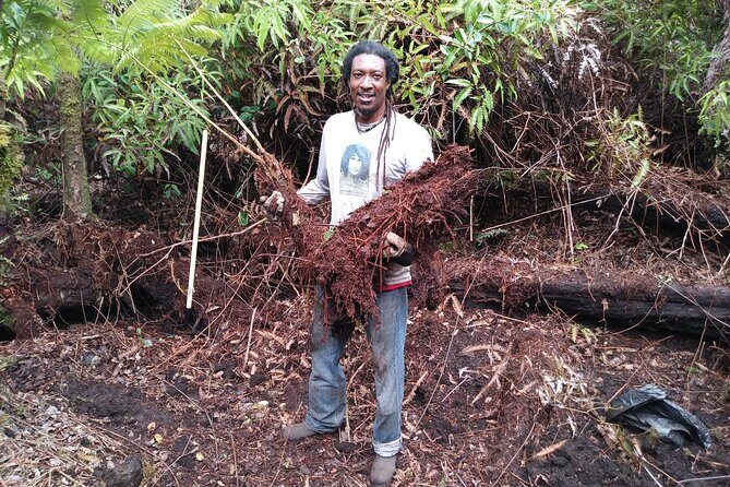 Cultivate Hapuu Ferns with Citrus Tea in the Hawaiian Rainforest - The Authenticity & Practical Aspects