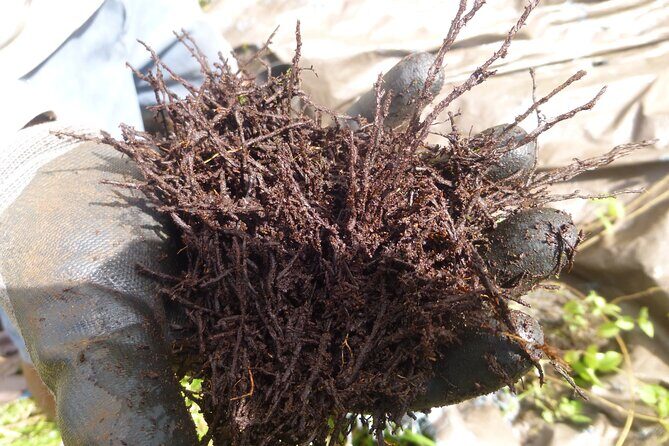 Cultivate Hapuu Ferns with Citrus Tea in the Hawaiian Rainforest - Final Thoughts: Is This Tour Worth It?