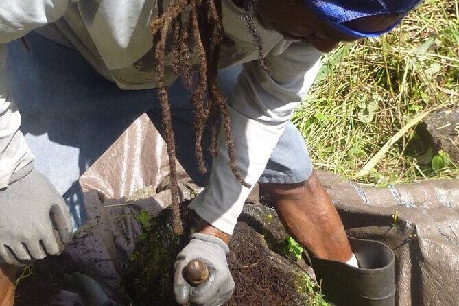 Cultivate Hapuu Ferns with Citrus Tea in the Hawaiian Rainforest - Frequently Asked Questions