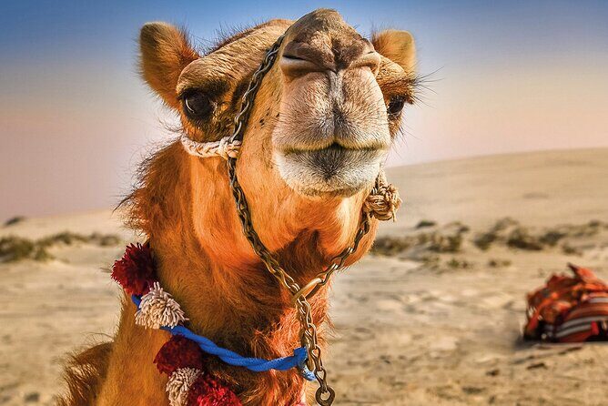 Cultural excursion for one day to Tangier with ferry included - Who is this tour best suited for?  