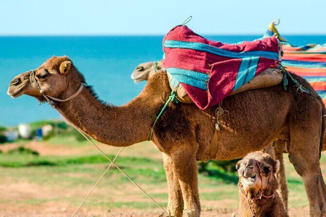 Cultural excursion for one day to Tangier with ferry included - The Itinerary in Detail