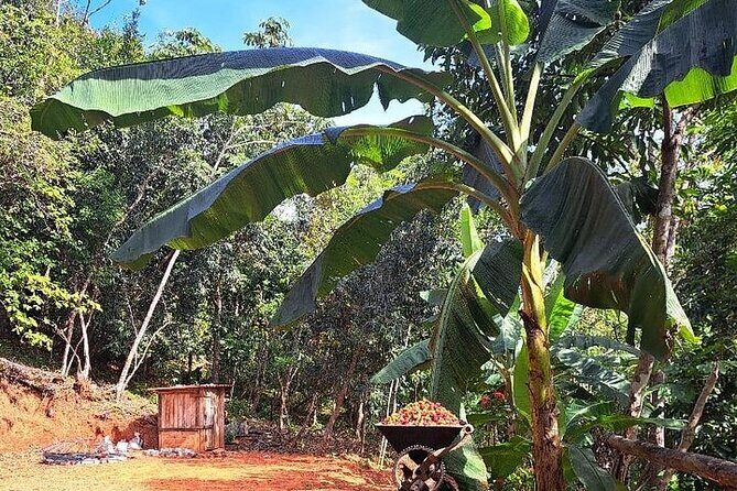 Cultural Immersion in Cacao and Coffee in the Southern Sierra of Oaxaca - Final Thoughts: Is It Worth It?