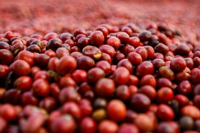 Cultural Immersion in Cacao and Coffee in the Southern Sierra of Oaxaca - FAQ