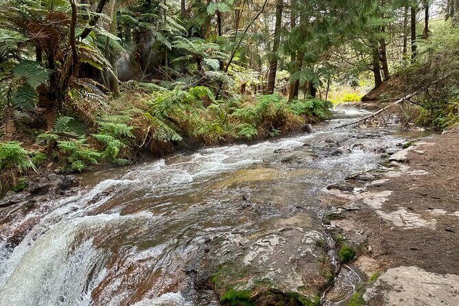Cultural Rotorua Private Tour Tauranga Port. Whakarewarewa Ticket - Final Thoughts: Is It Worth It?