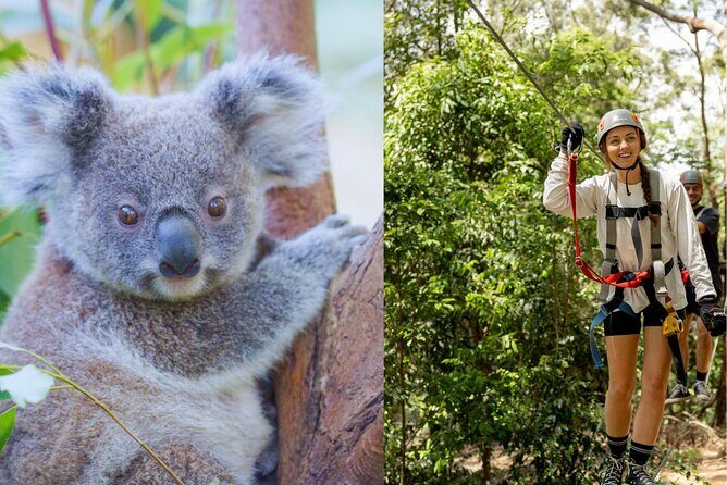 Currumbin Wildlife Sanctuary Pass + The Treetop Challenge - What You Can Expect from This Experience
