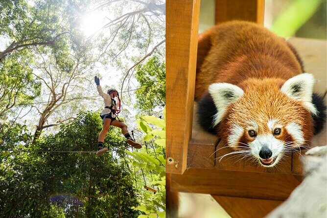 Currumbin Wildlife Sanctuary Pass + The Treetop Challenge - The Itinerary: A Closer Look